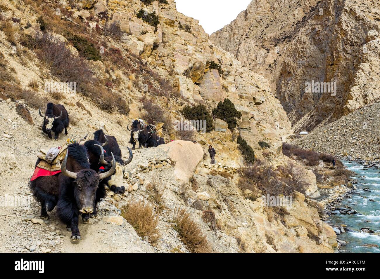 Yaks on an ancient trade route through the Himalayan mountains, Dolpo ...