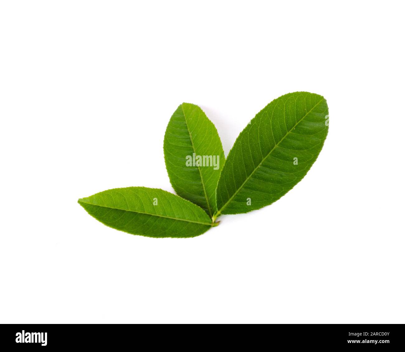Studio shot three green Asian leaves leaf isolated on white Stock Photo ...