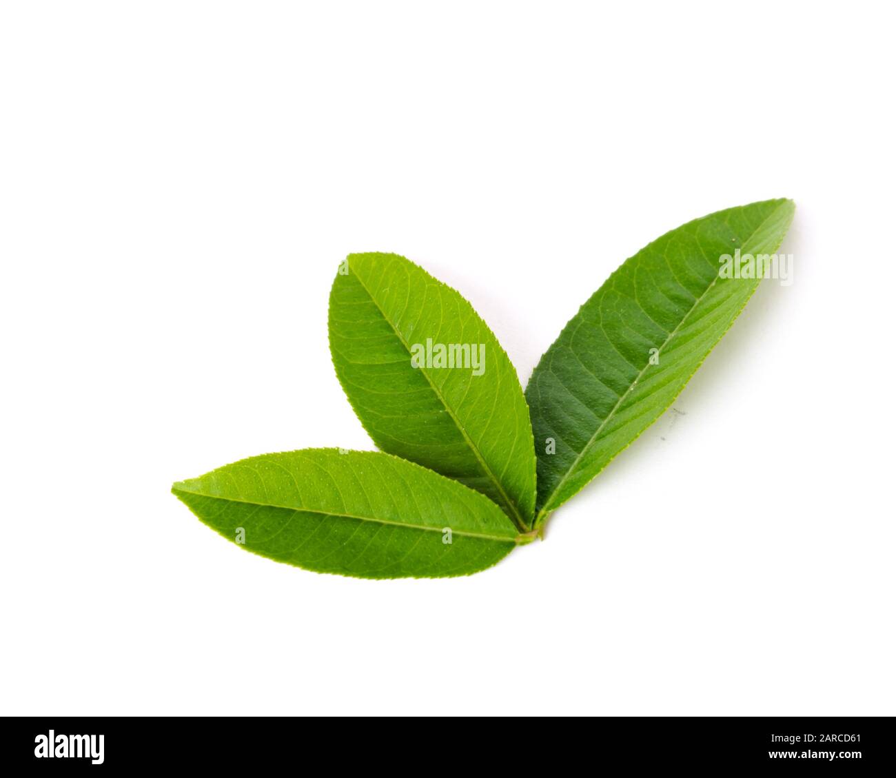 Studio shot three green Asian leaves leaf isolated on white Stock Photo ...