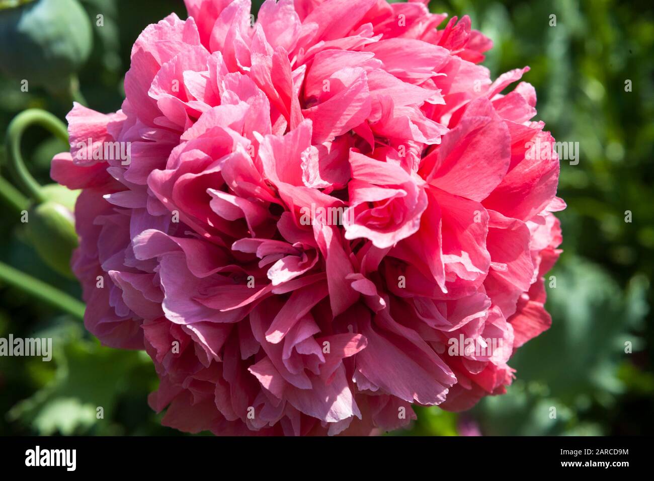 Close-up of giant pink double poppy growing wild in Stokes Bay, Gosport ...