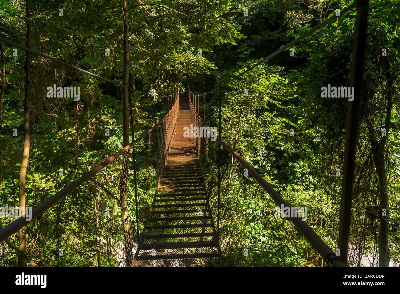 old hanging bridge in the jungle of Panama Stock Photo - Alamy