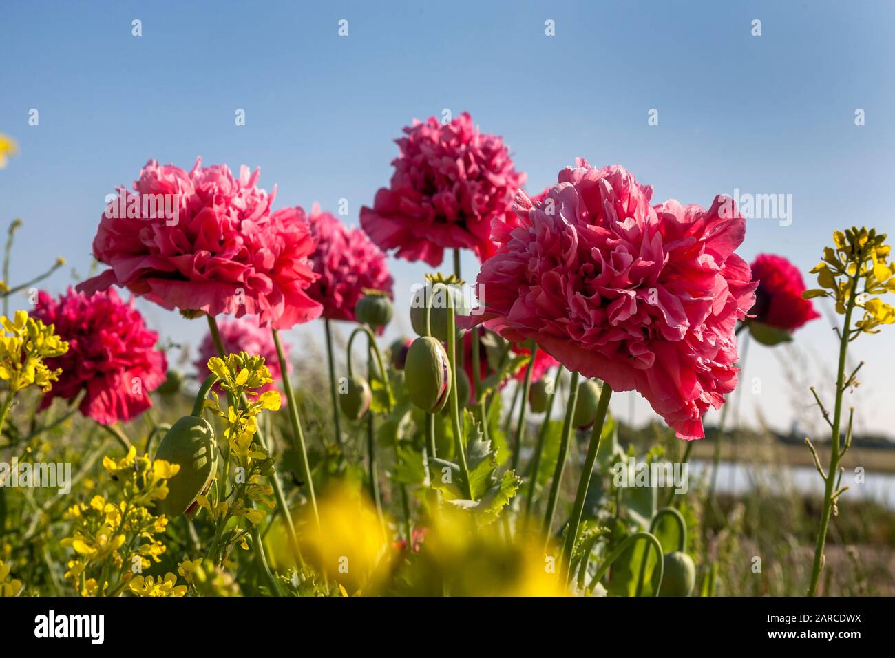 Giant double pink poppy hi-res stock photography and images - Alamy