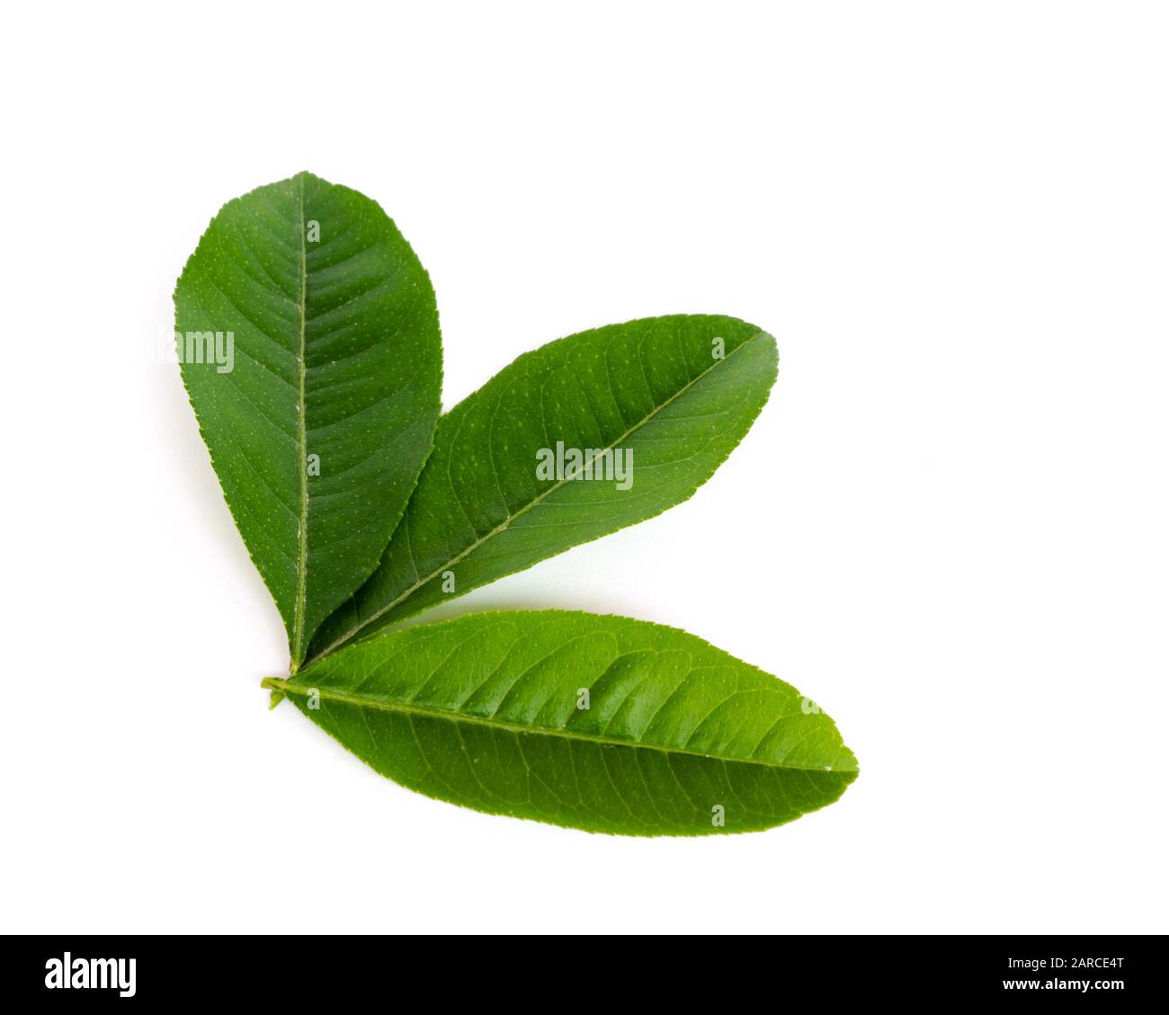 Studio shot three green Asian leaves leaf isolated on white Stock Photo ...