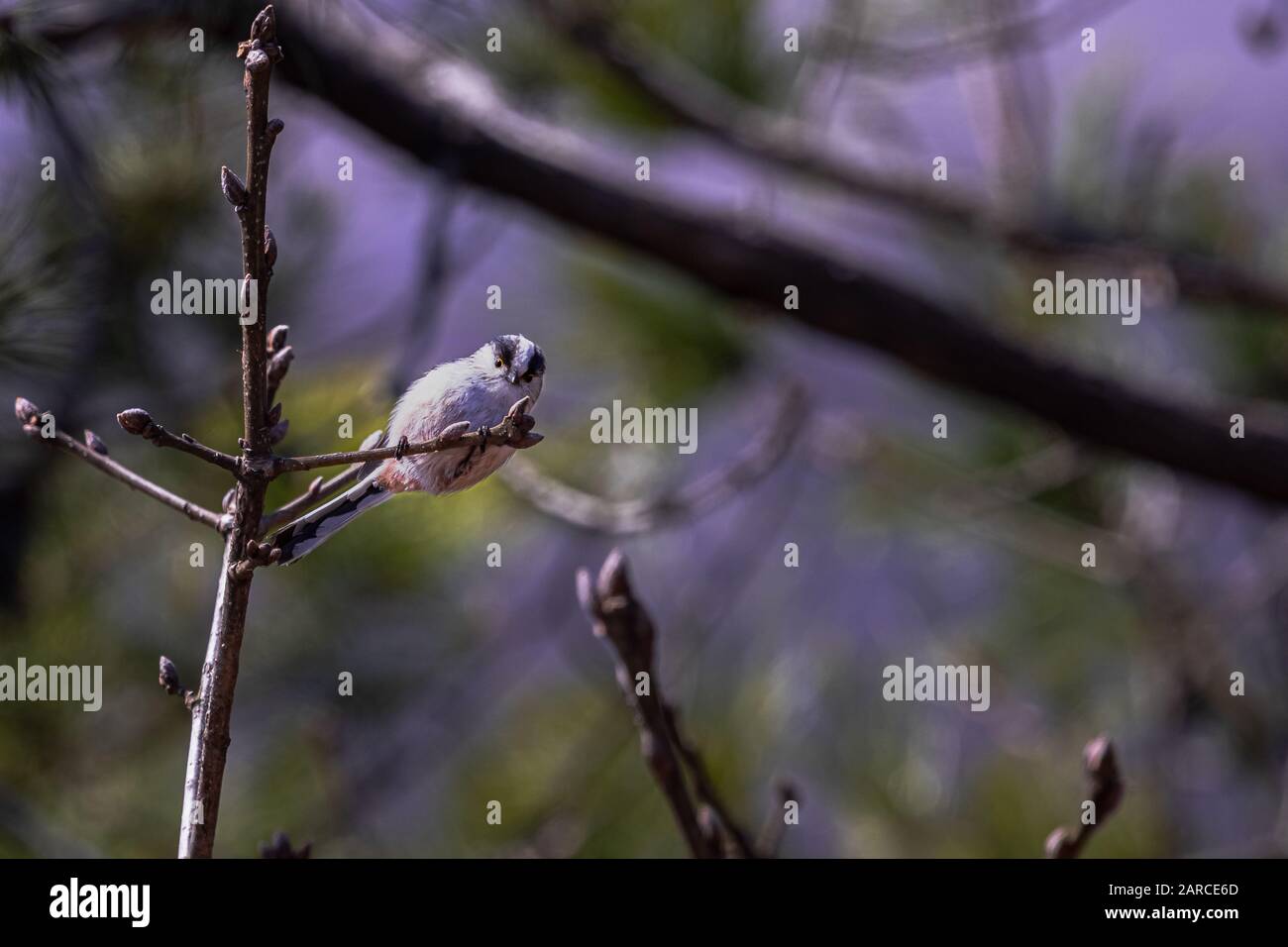 Garden bird wide angle hi-res stock photography and images - Alamy