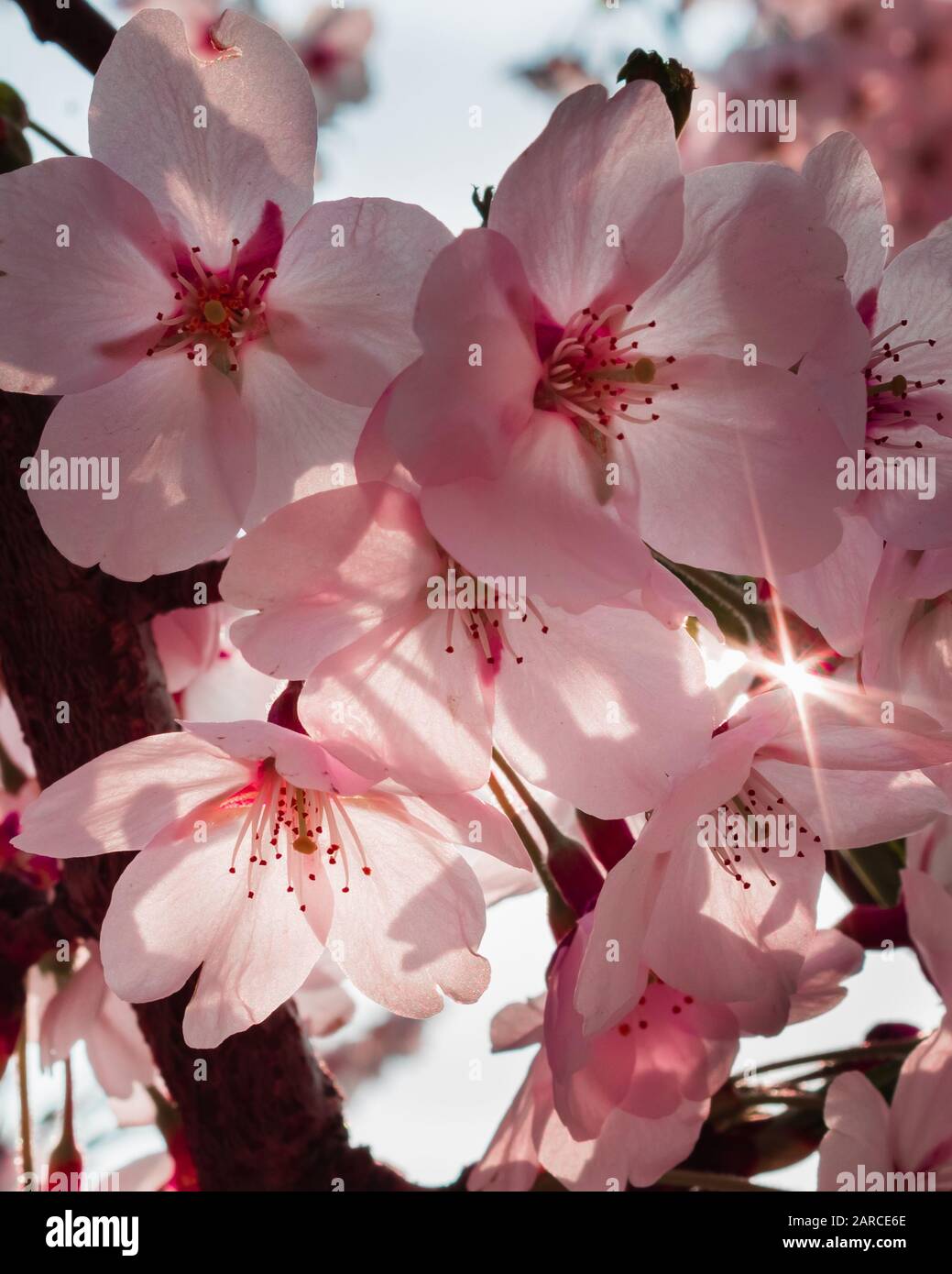 Vector pink abstract flowers vertical hi-res stock photography and ...