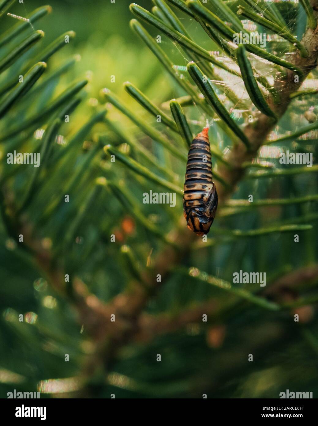 Vertical shot of the Budworm pupa hanging from a branch of a tree in ...