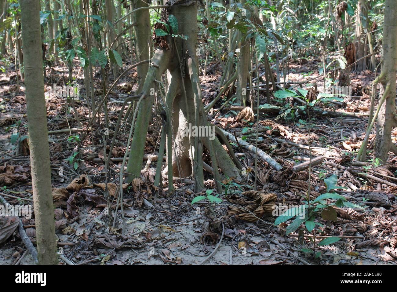 The branching root structure of Walking Trees and the forest floor in ...