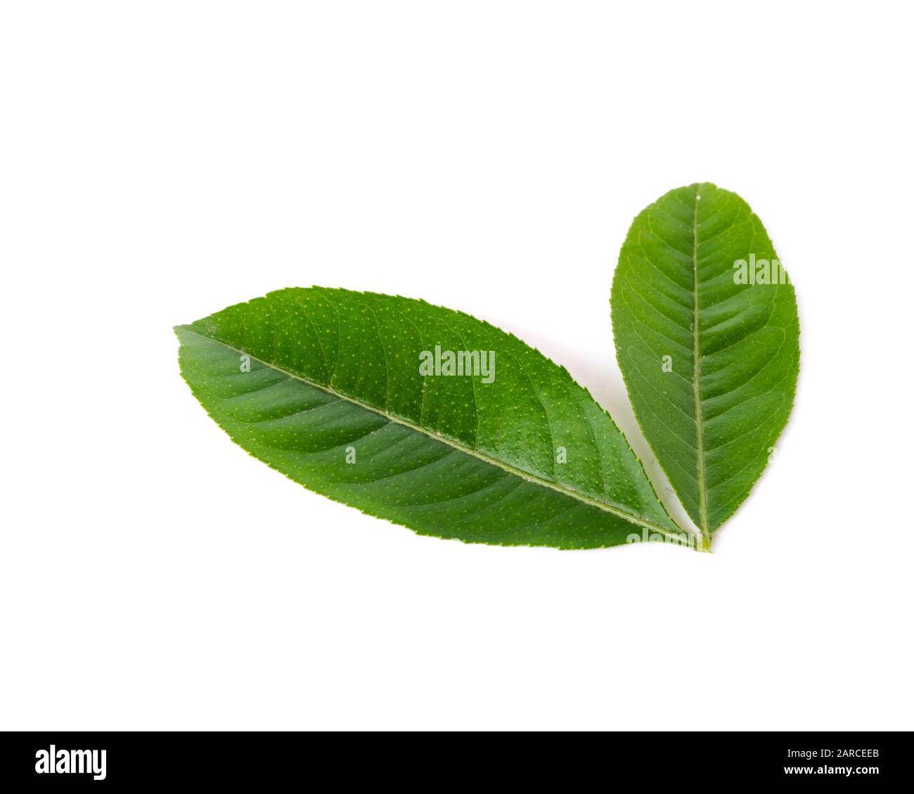 Studio shot two green Asian leaves leaf isolated on white Stock Photo ...