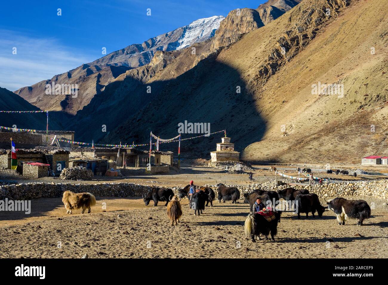Yaks outside The ethnically Tibetan village of Dho Tarap, visited on ...