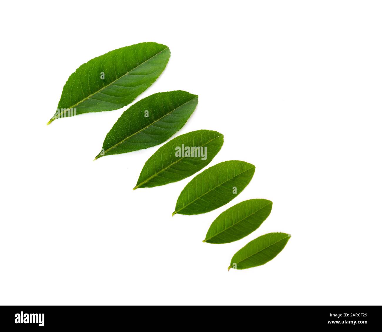 Studio shot row of green Asian leaves leaf isolated on white Stock ...