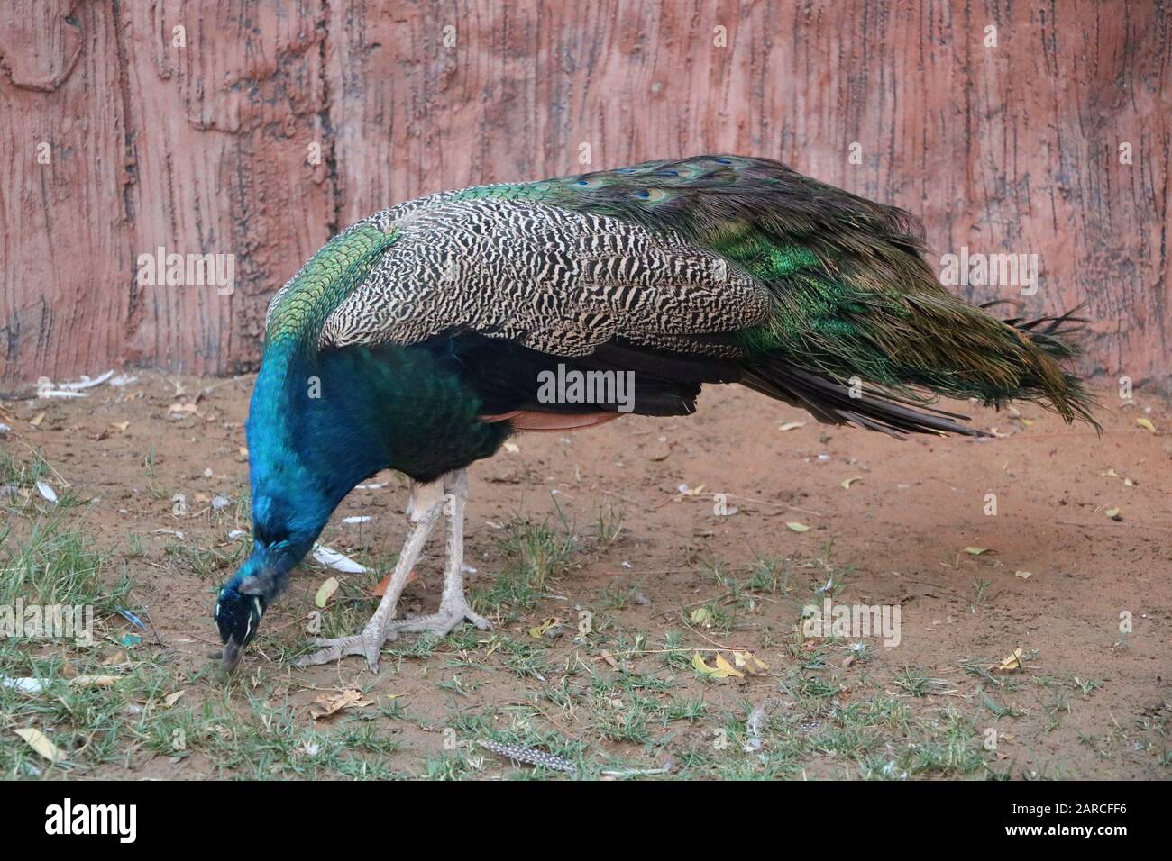 Cute Peacock High Resolution Stock Photography and Images - Alamy