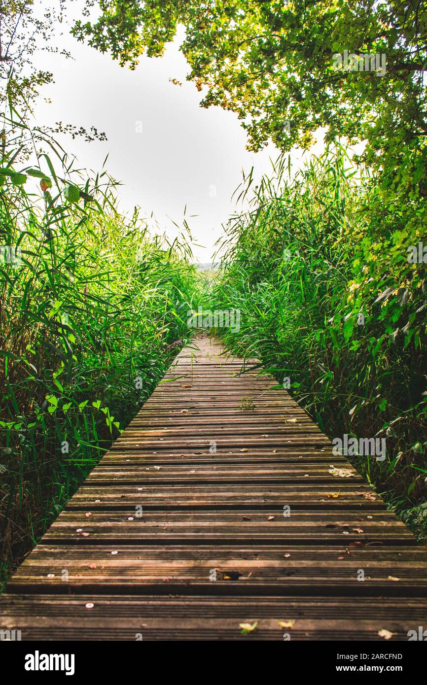 Vertical shot of a walkway going through trees and bushes Stock Photo ...