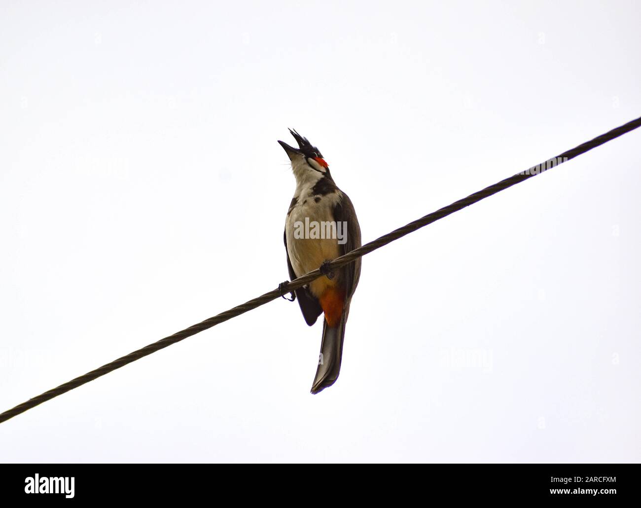 Bulbul, Cute adorable Red-whiskered bulbul bird or crested bulbul bird ...