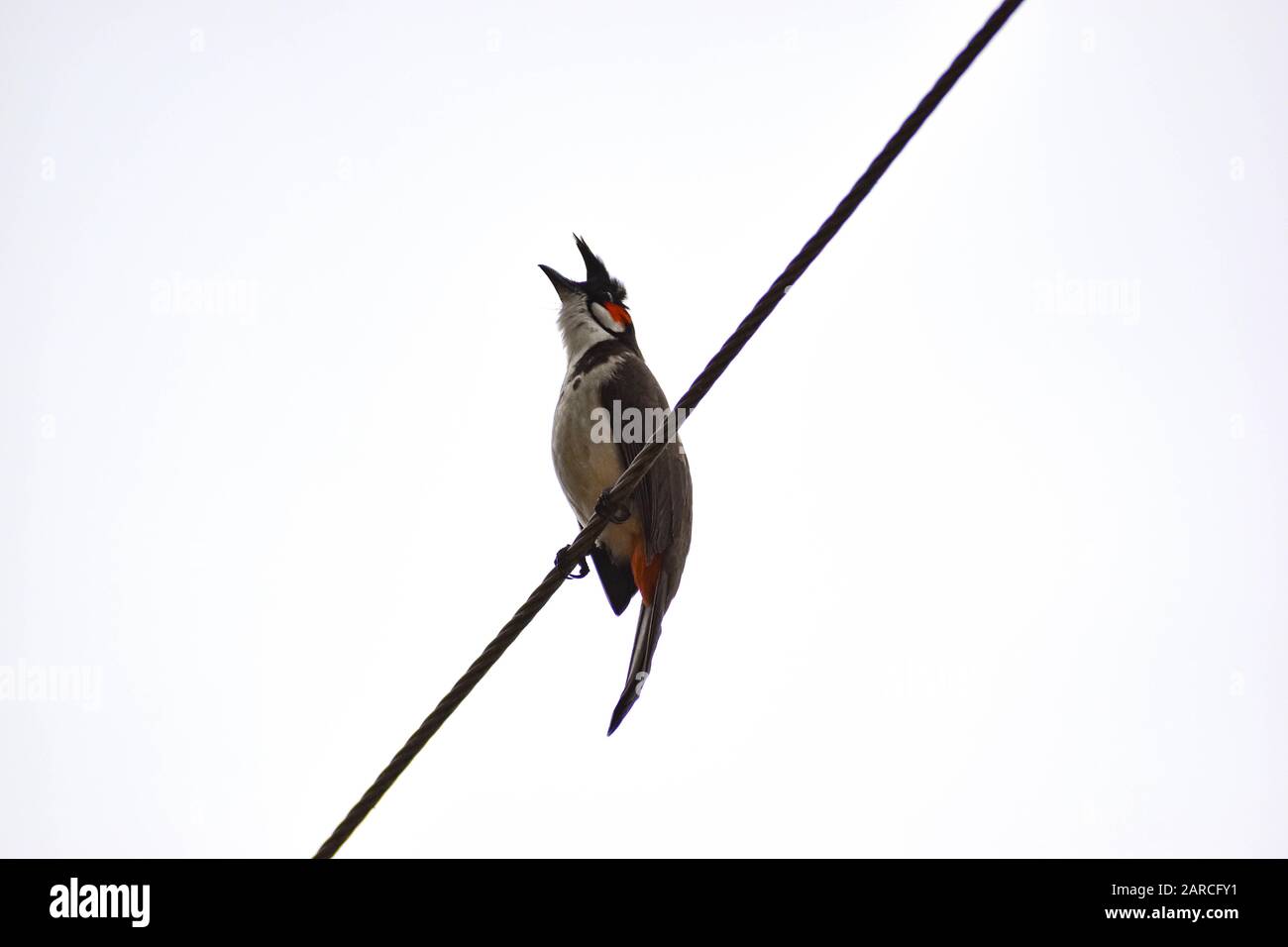 Bulbul, Cute adorable Red-whiskered bulbul bird or crested bulbul bird ...