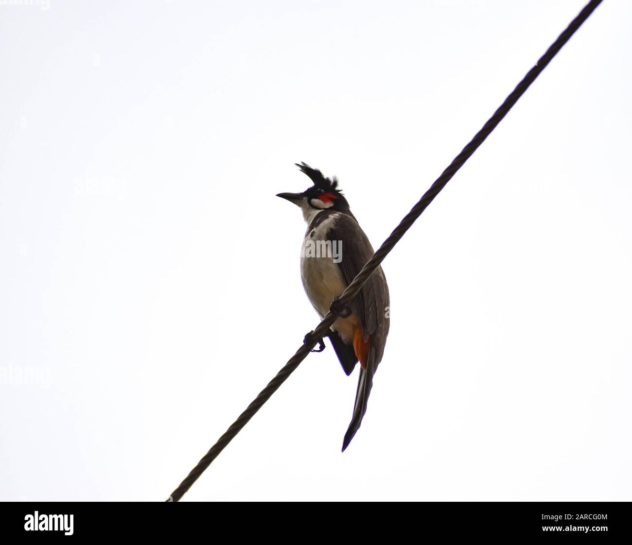 Bulbul, Cute adorable Red-whiskered bulbul bird or crested bulbul bird ...