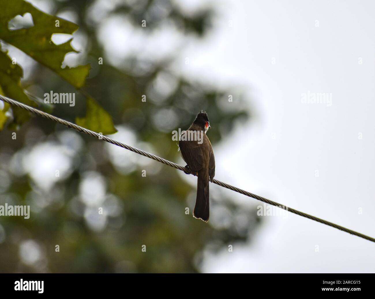 Cute adorable Red-whiskered bulbul bird or crested bulbul bird Stock ...