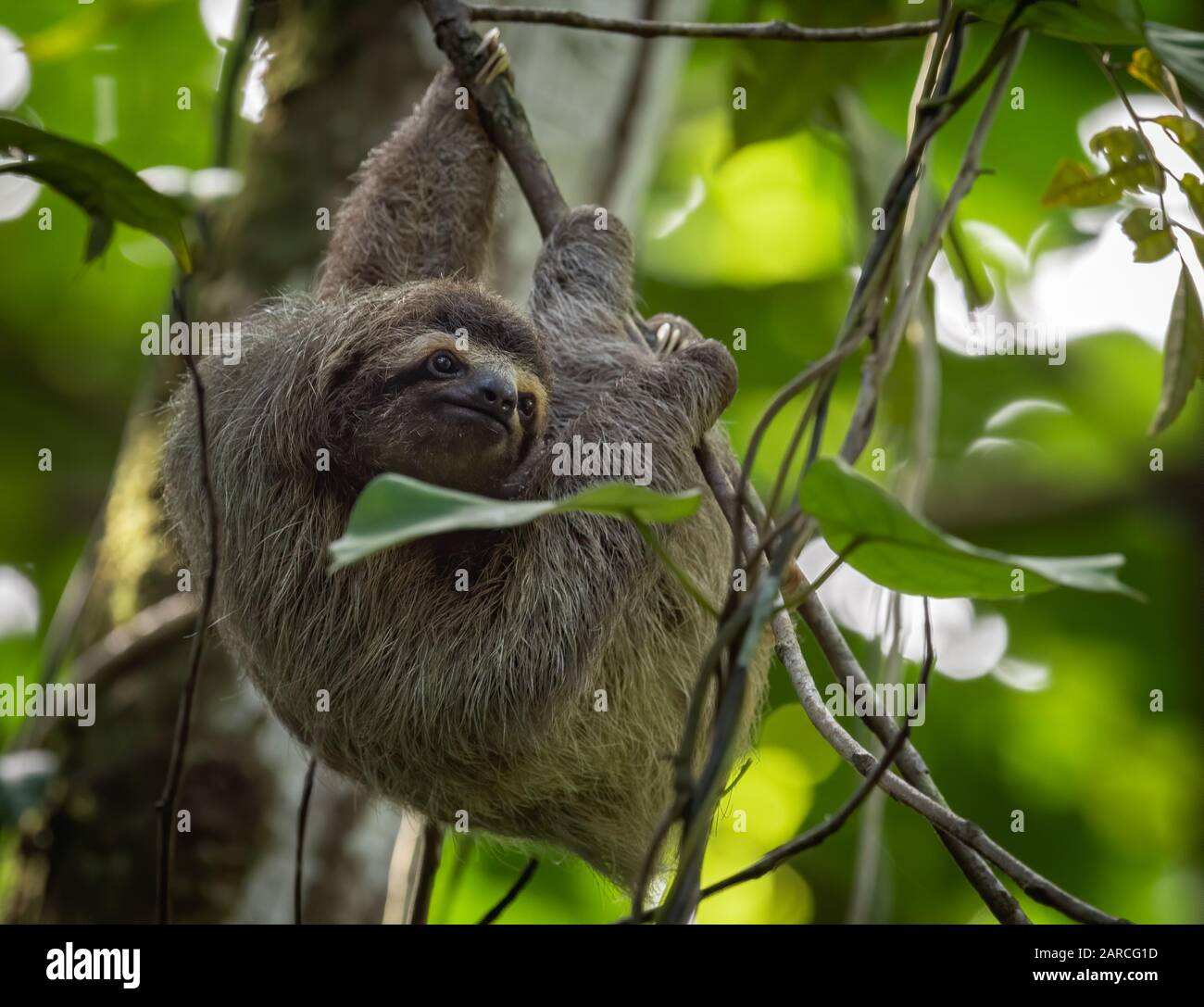 Three-toed sloth in the tropical rainforest of Costa Rica Stock Photo ...