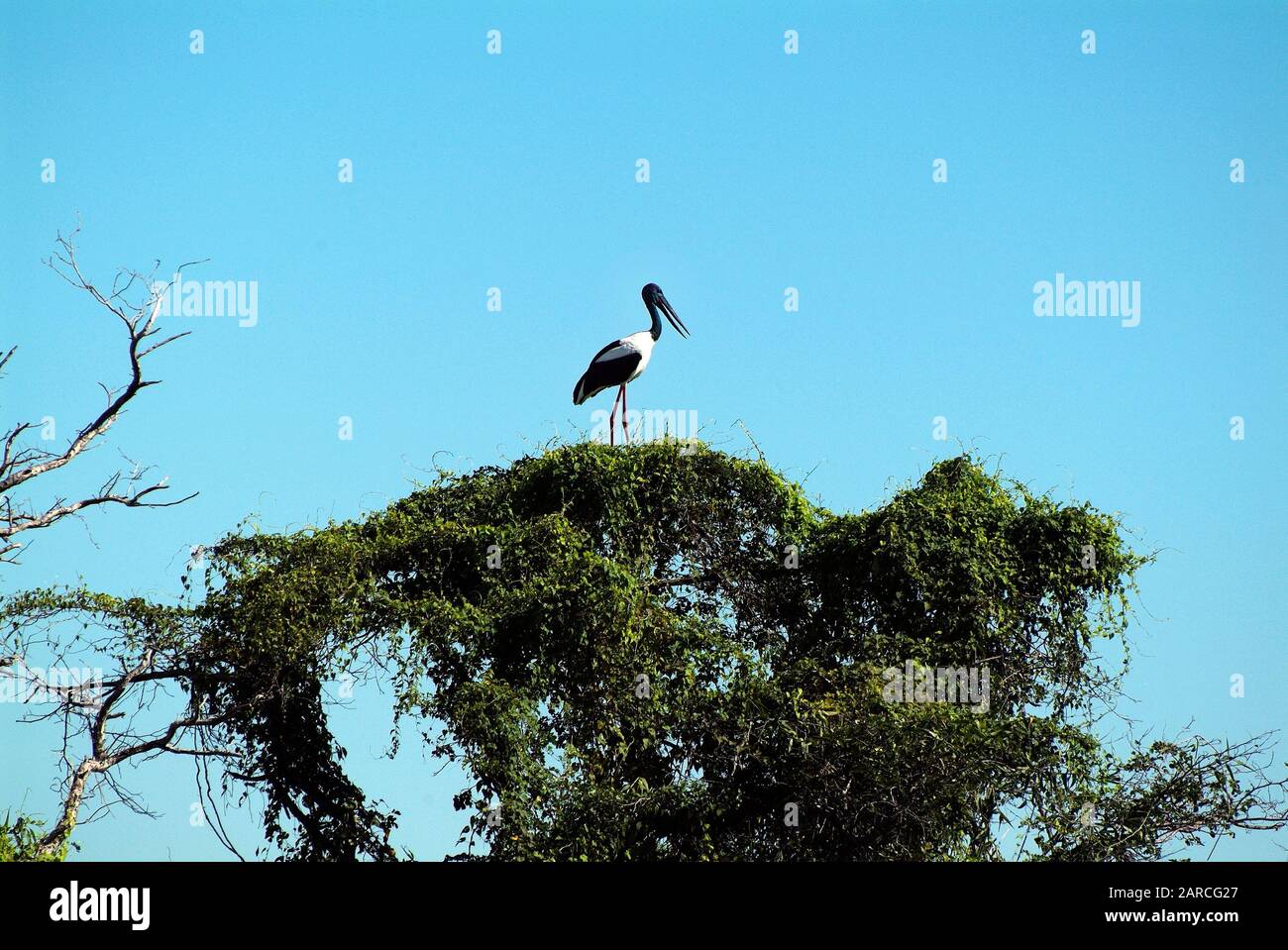 Australia, Jabiru aka black-necked stork on tree in Yellow Water Stock ...