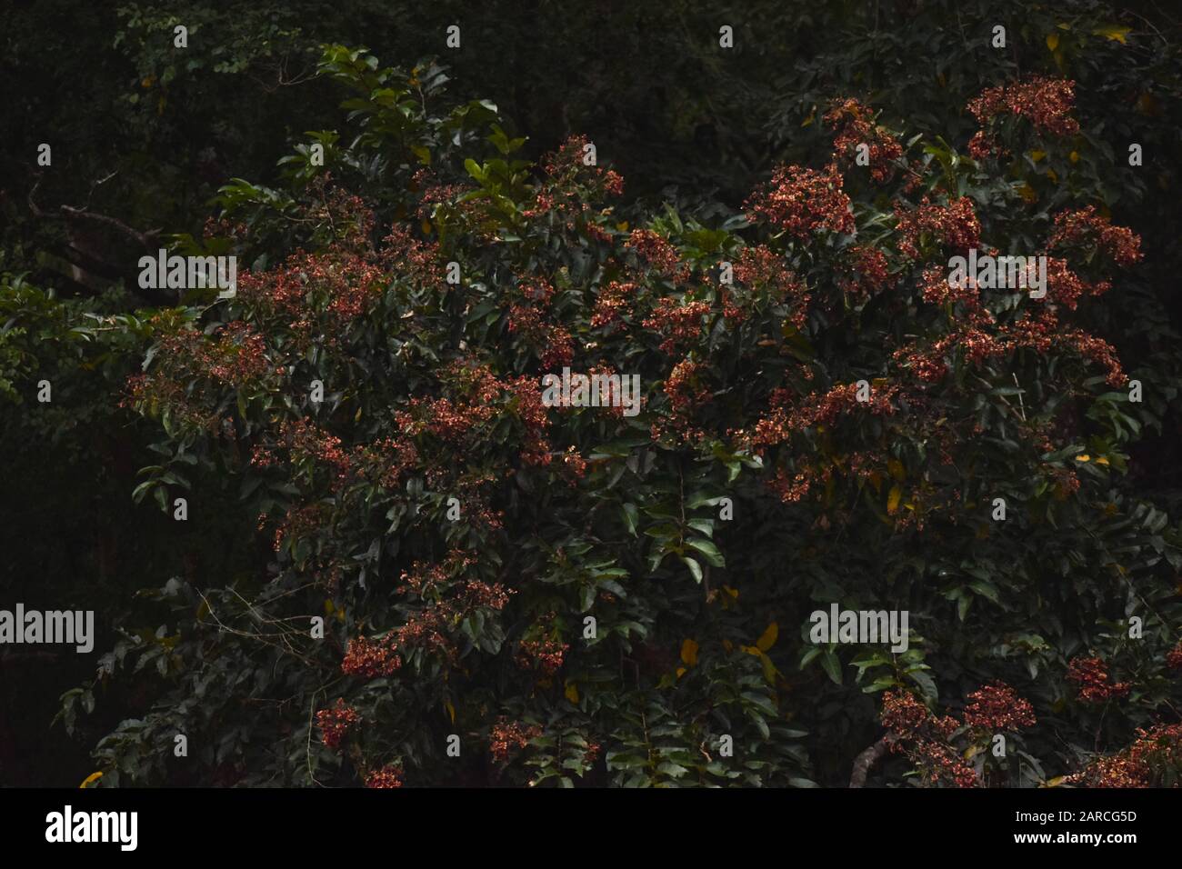 Firethorn tree in stormy and rainy weather, pyracantha, green leaves ...