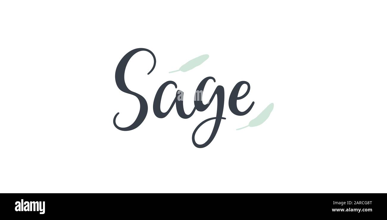 Sage text hand drawn lettering isolated on white background Stock ...