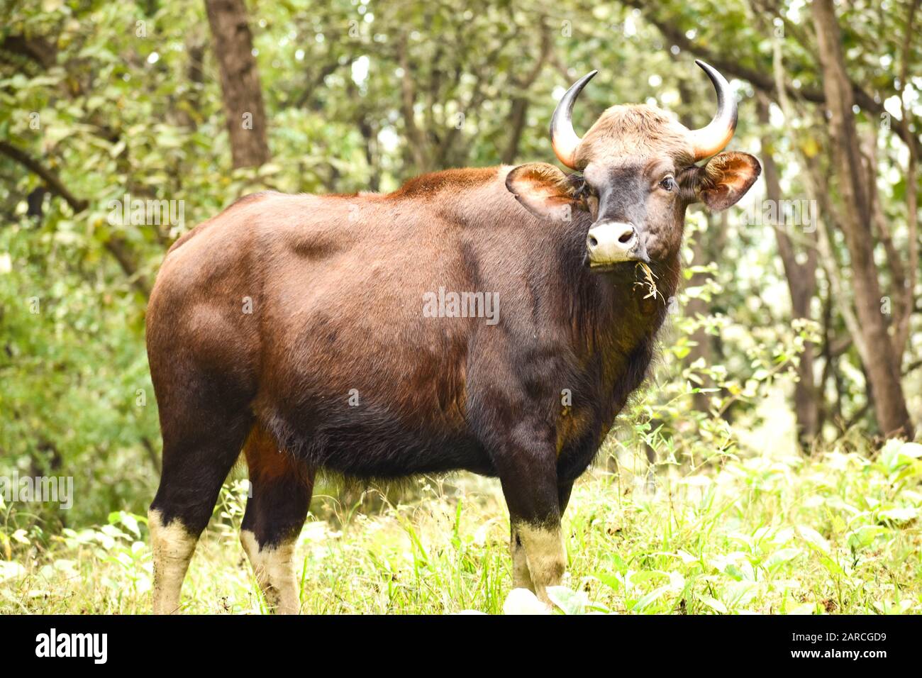 The majestic Indian Bison, Indian Gaur world's biggest wild cow Stock ...