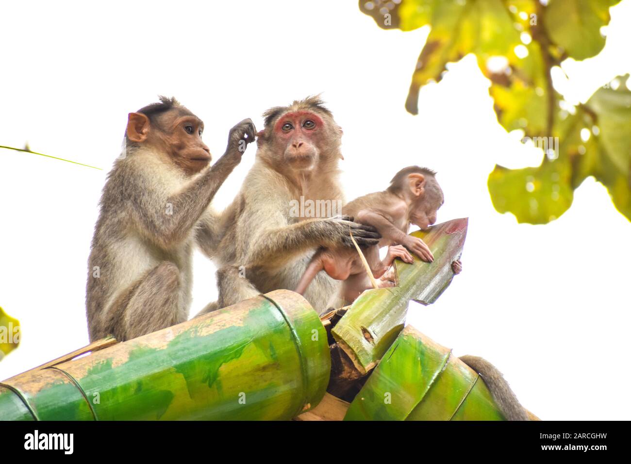 Monkey family, an adorable family of monkey resting Stock Photo - Alamy