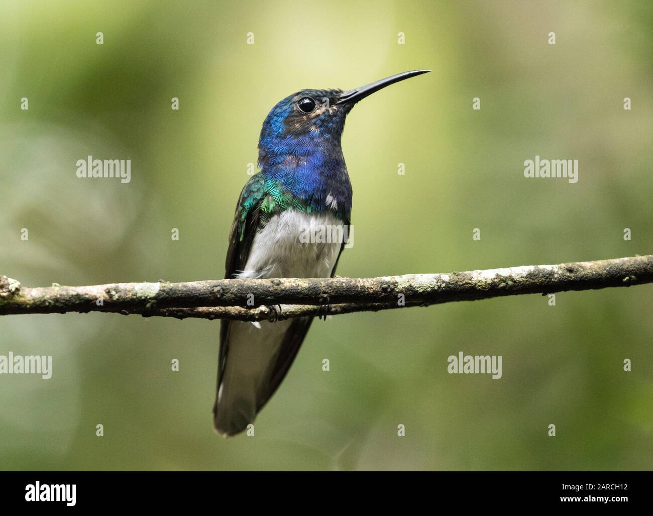 Jacobin bird hi-res stock photography and images - Alamy