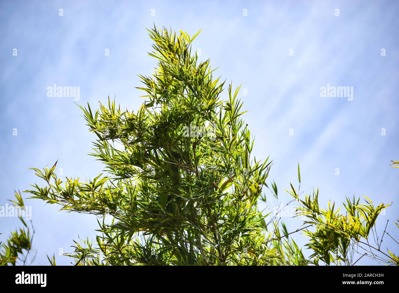 Bamboo tree hi-res stock photography and images - Alamy
