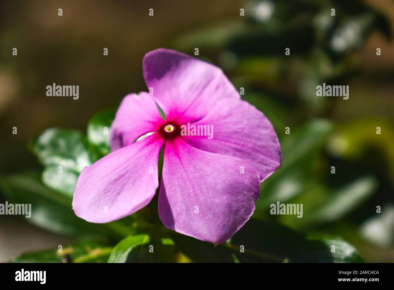 Ornamental plants spring hi-res stock photography and images - Alamy