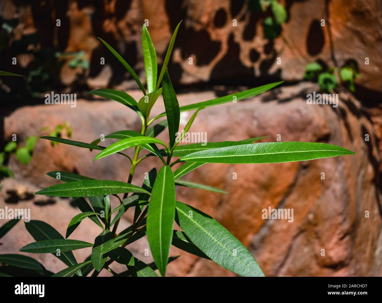 small sapling in bright sunlight Stock Photo - Alamy