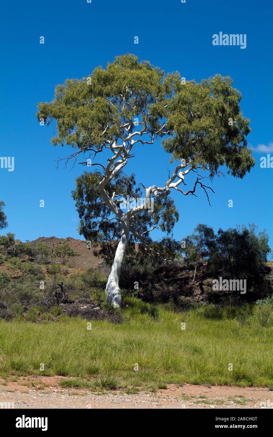 Eucalyptus [ghost gum] tree hi-res stock photography and images - Alamy