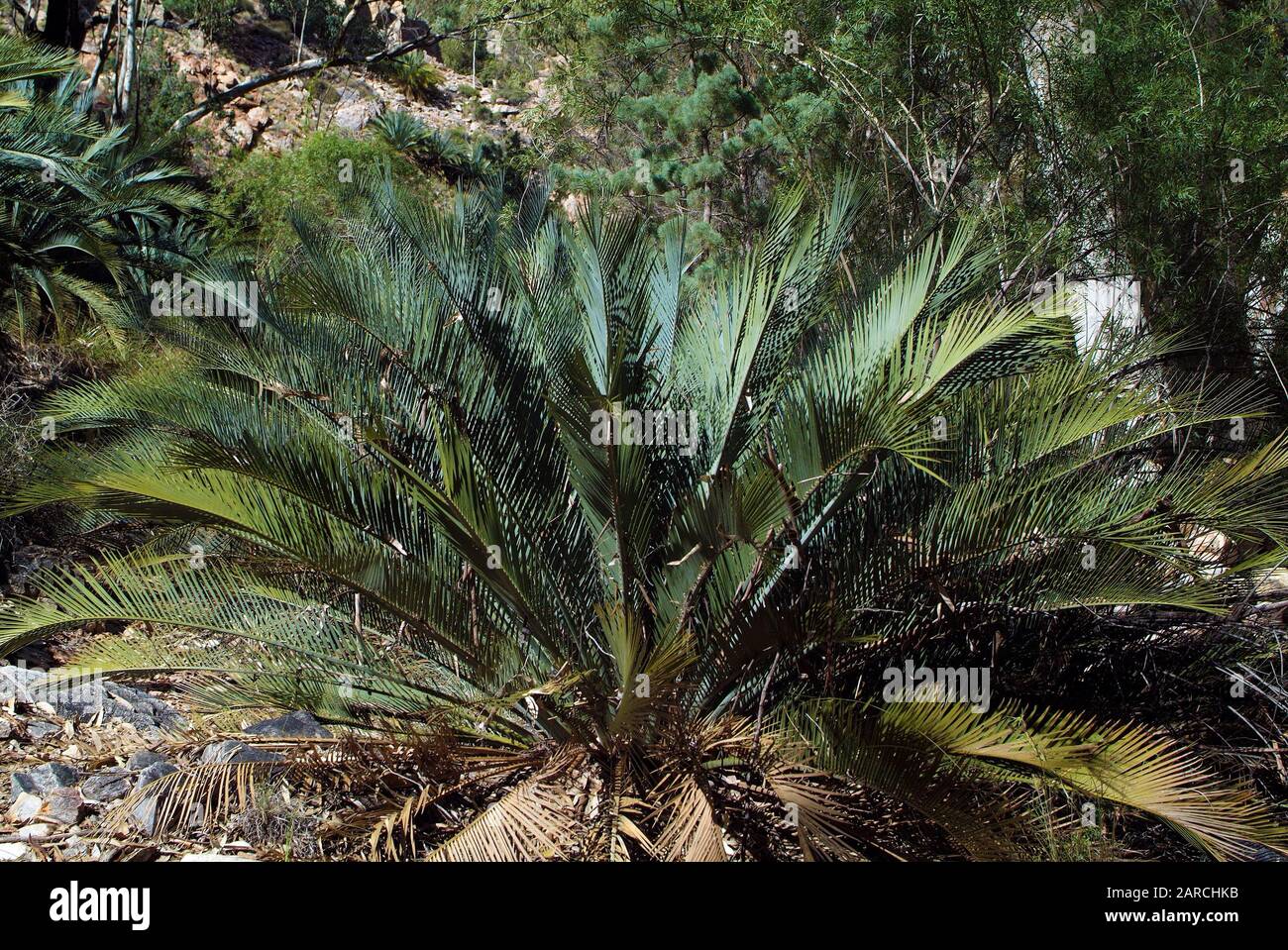 Australia cycad hi-res stock photography and images - Alamy