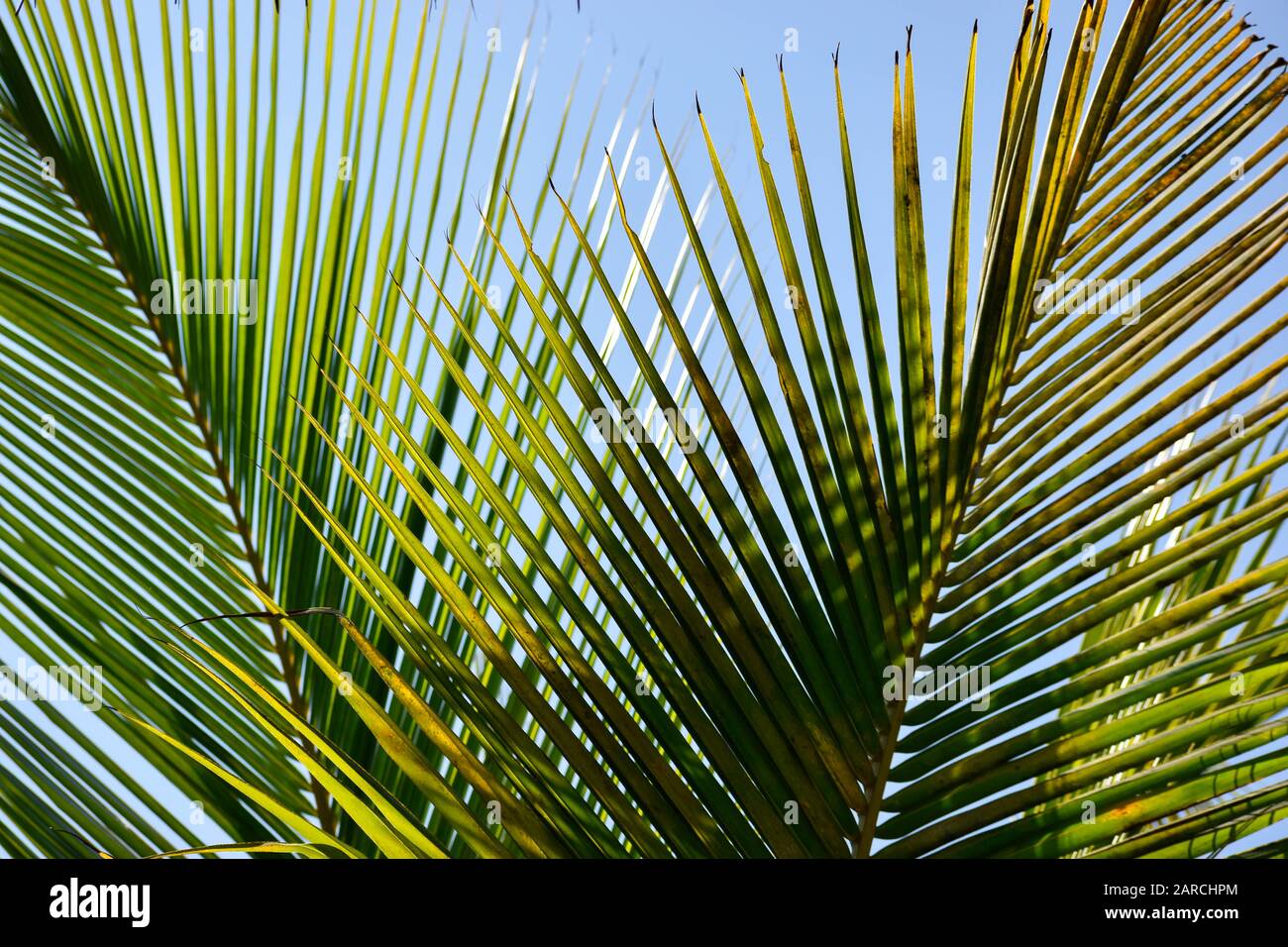 Coconut tree vector hi-res stock photography and images - Alamy