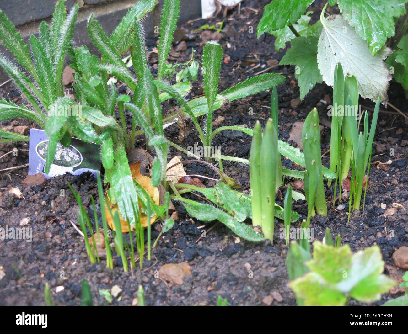 The first signs of spring in an English garden when the green shoots of ...