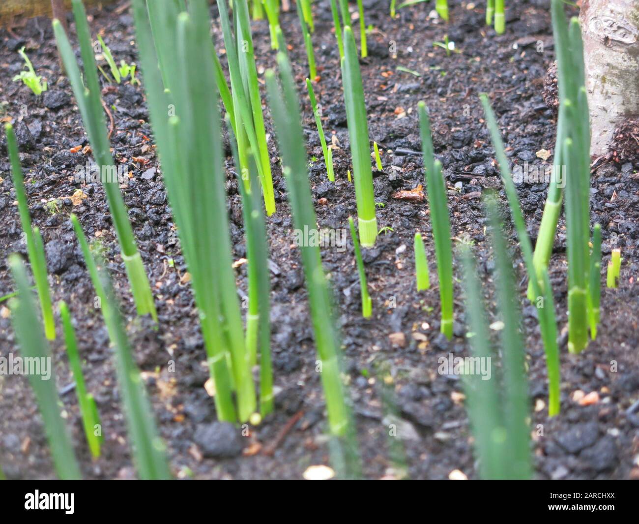 First leaves pushing through the soil hi-res stock photography and ...
