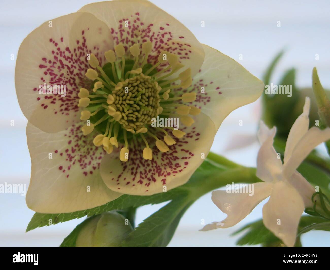 Helleborus garden centre hi-res stock photography and images - Alamy