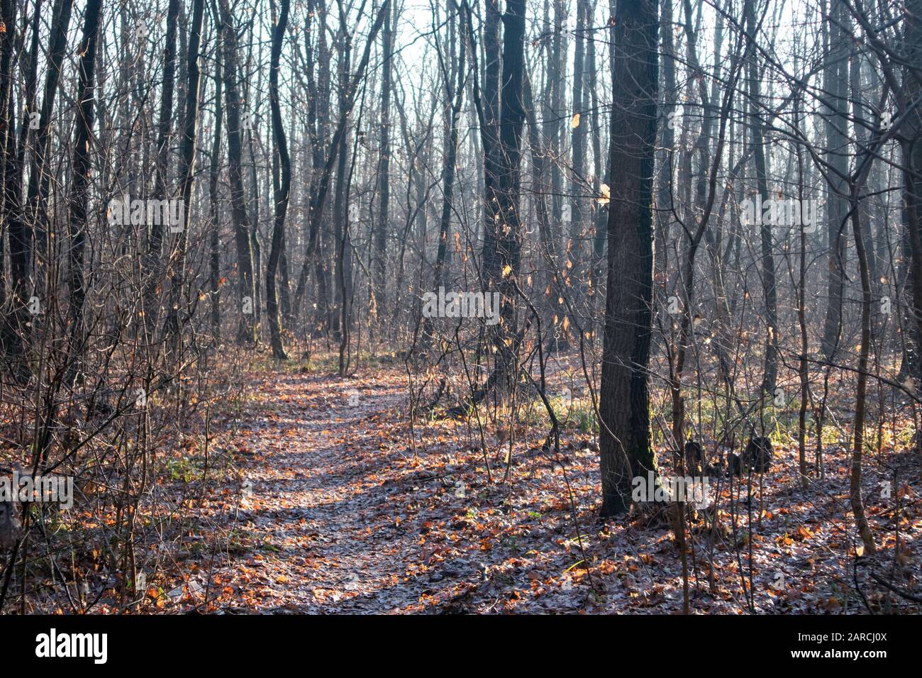 Sunny day oak tree forest early spring, winter end time. Spring time ...