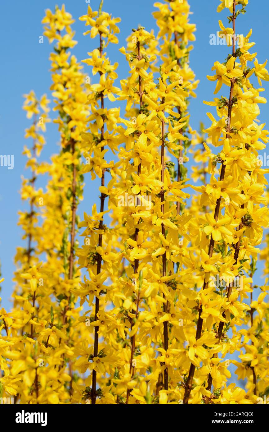 Flowering forsythia in spring Stock Photo - Alamy
