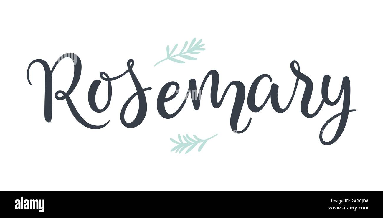 Rosemary text hand drawn lettering isolated on white background Stock ...
