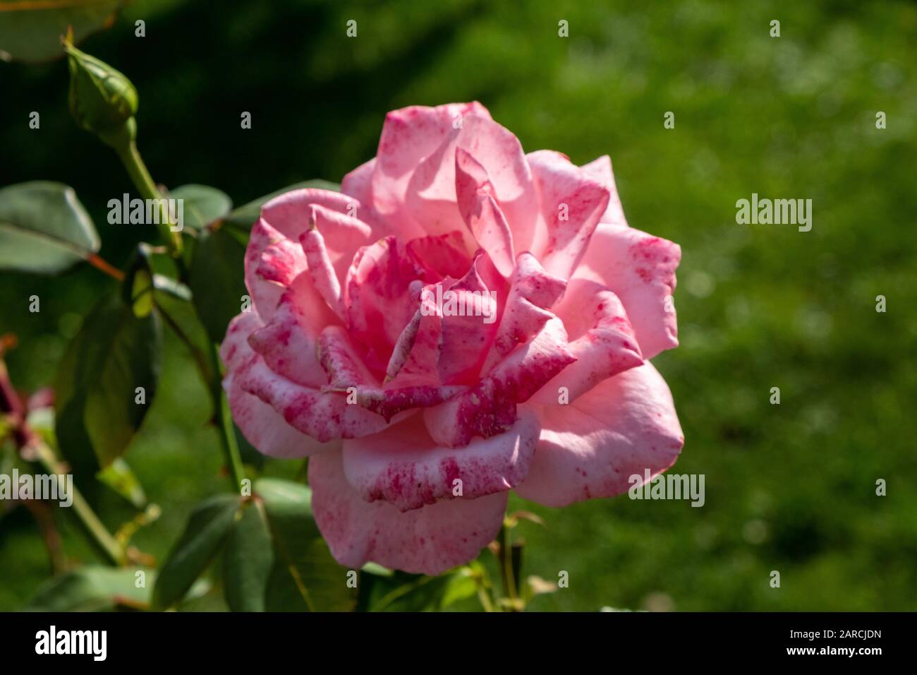 a beautiful rose in the garden in the sun Stock Photo - Alamy