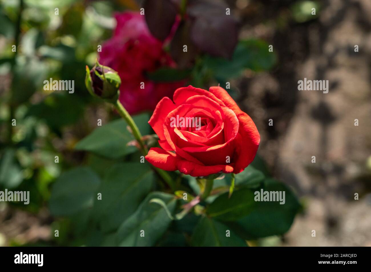 a beautiful rose in the garden in the sun Stock Photo - Alamy