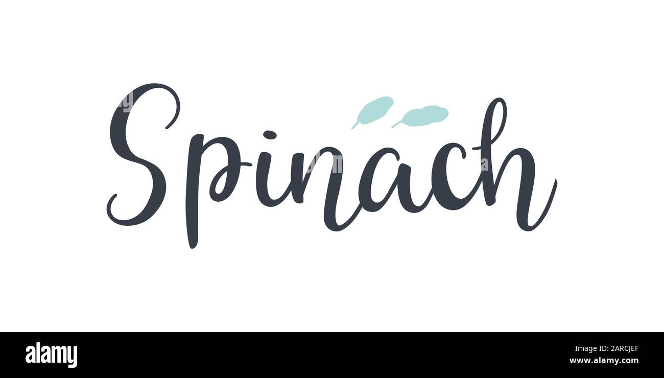 Spinach text hand drawn lettering isolated on white background Stock ...