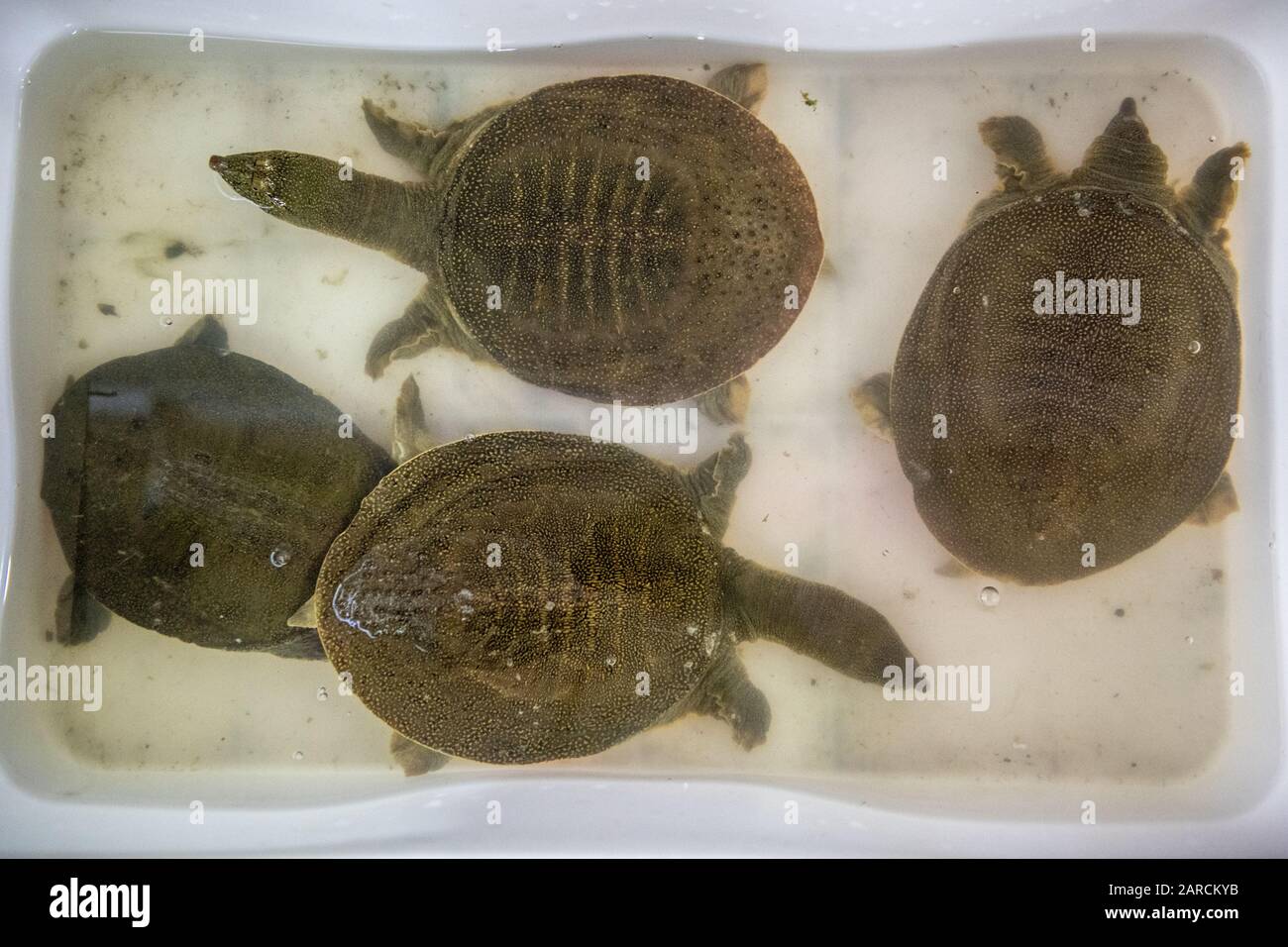 Shanghai, China, 26th Jan 2020, Living turtles for sale at seafood ...