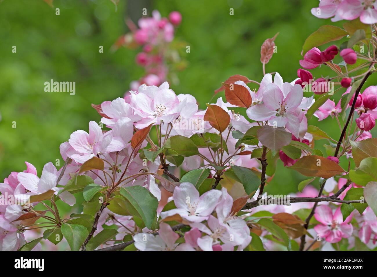 Dwarf apple tree hi-res stock photography and images - Alamy