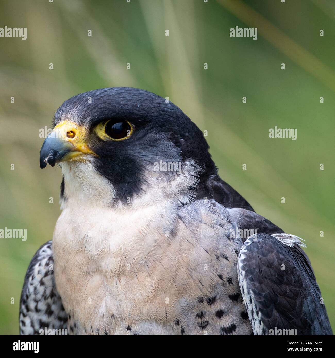 Eyes beak bird falcon hi-res stock photography and images - Alamy