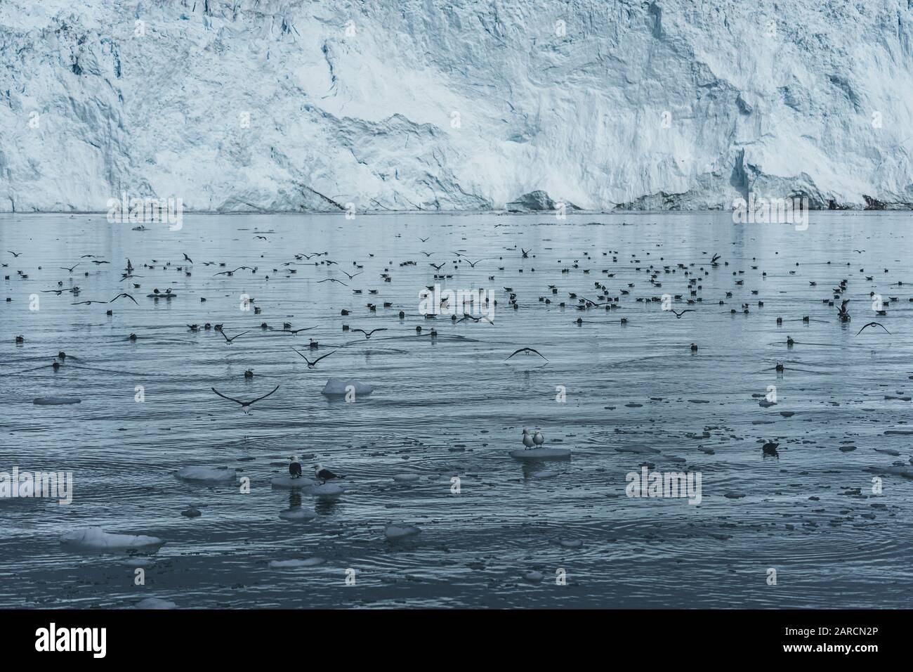 Close Up shot of huge Glacier wall. Large chunks of ice breaking off ...