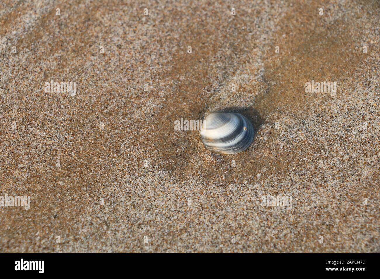 Mini Shells High Resolution Stock Photography and Images - Alamy