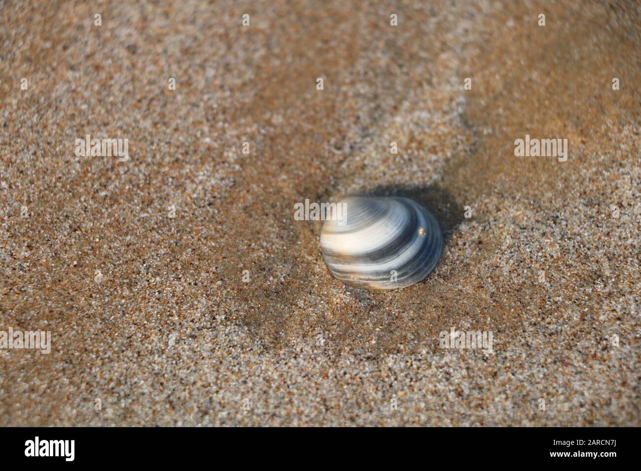 Lightning whelk shells hi-res stock photography and images - Alamy