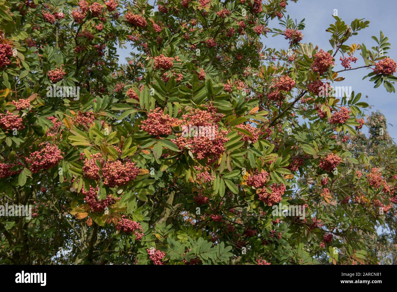 Pink Berries of a Cut Leaved Mountain Ash or Rowan Tree (Sorbus ...