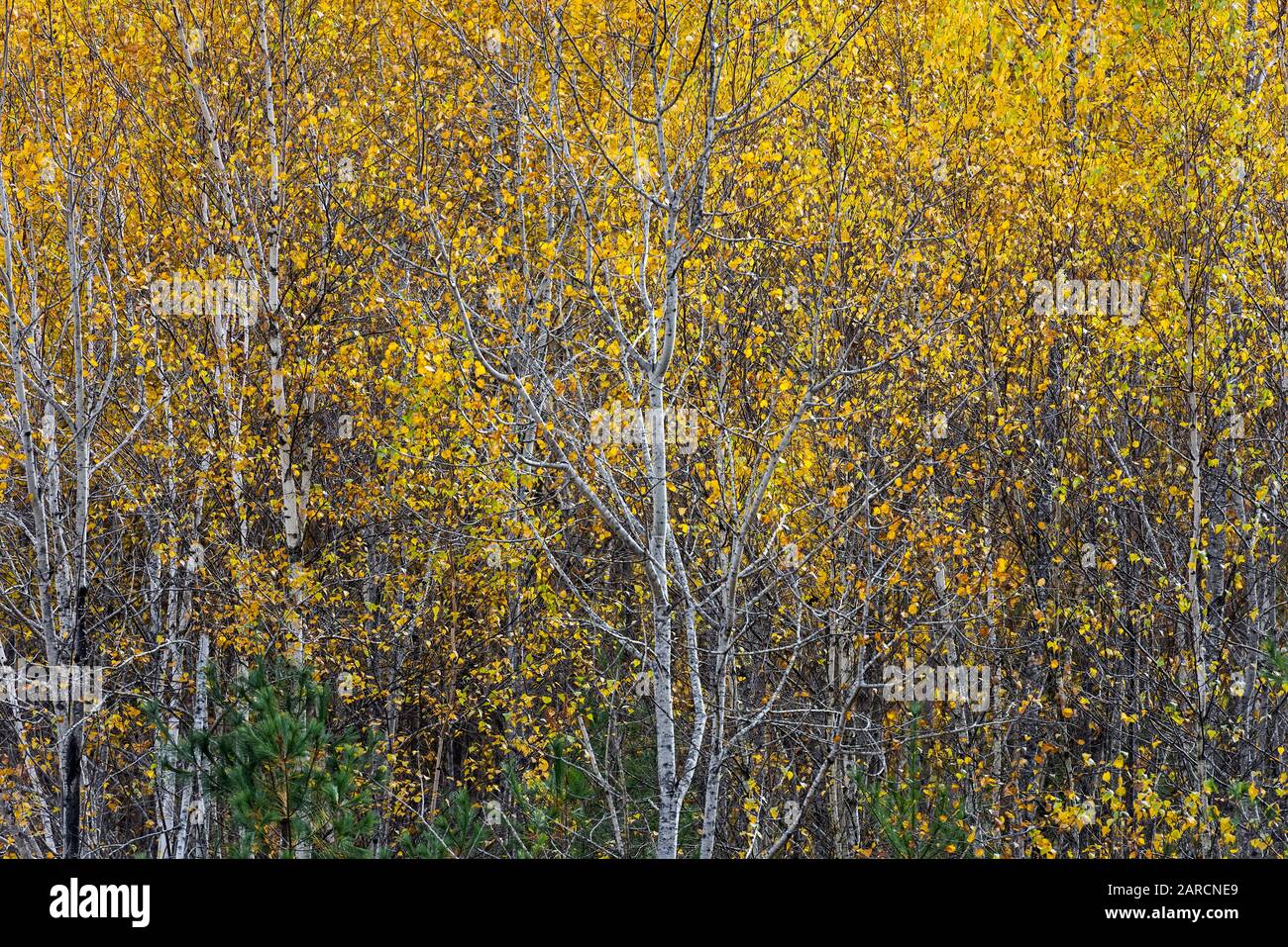 Autumn saplings in full color Stock Photo - Alamy